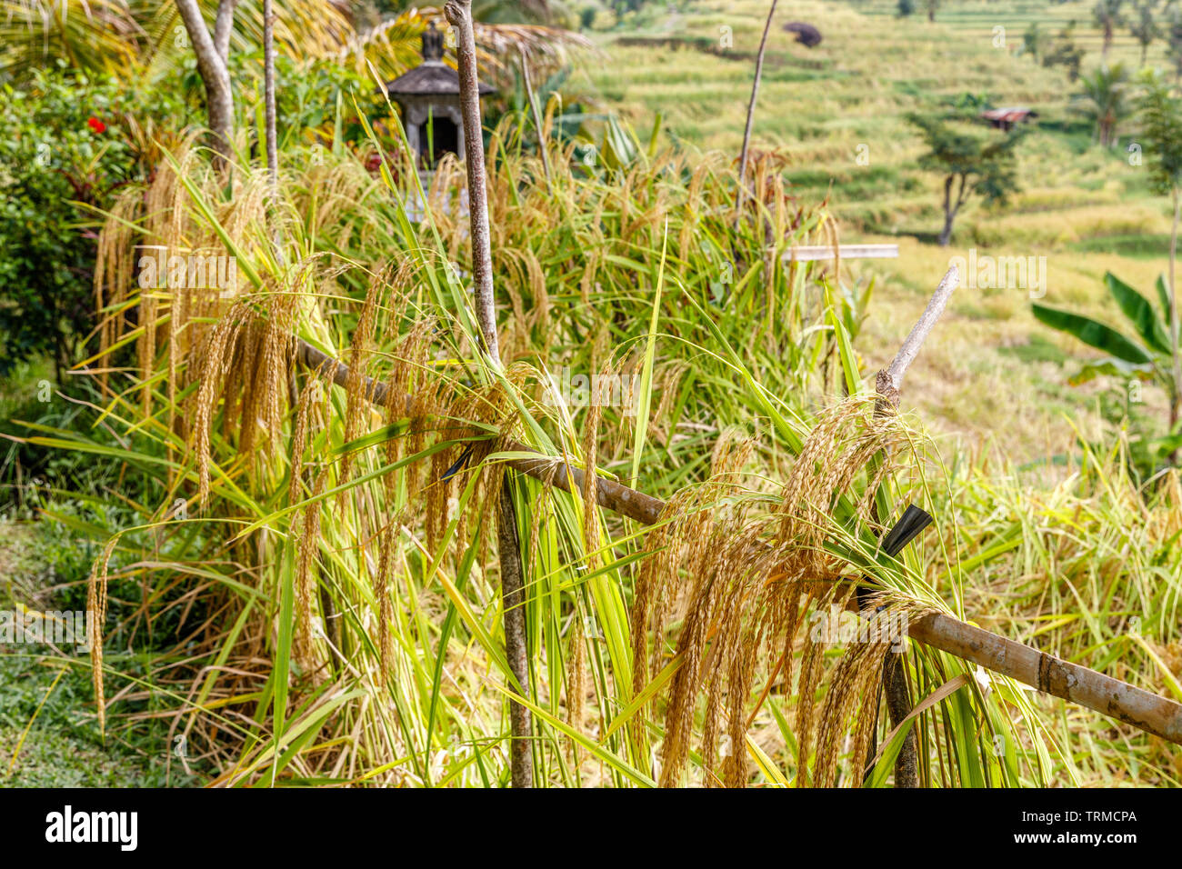 Ripe rice before harvesting at Jatiluwih rice terraces. Rural landscape ...