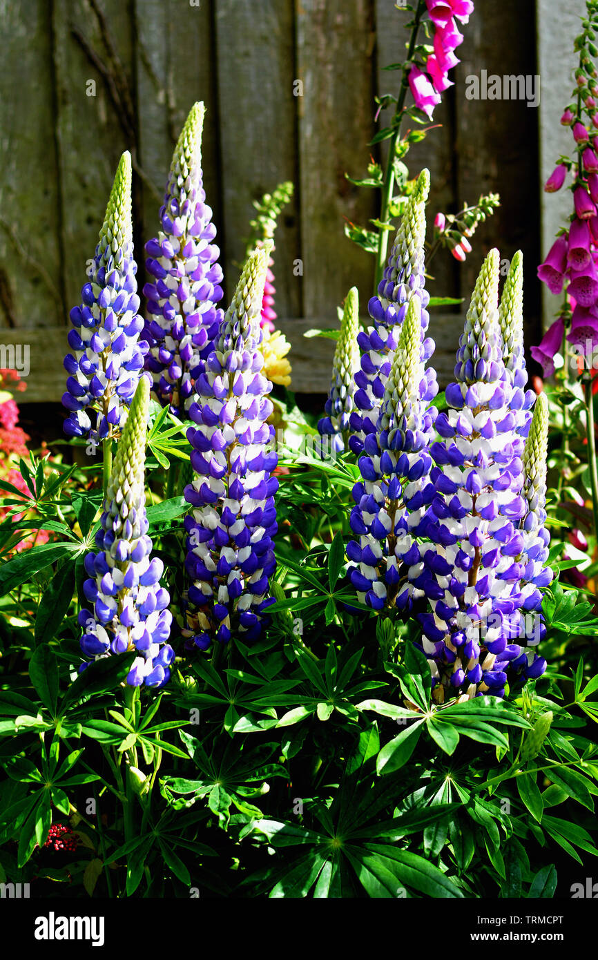 Andean Lupin High Resolution Stock Photography and Images - Alamy