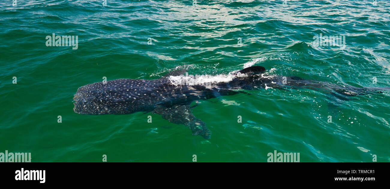 TIBURON BALLENA - WHALE SHARK (Rhincodon typus), Isla de Holbox, Estado ...