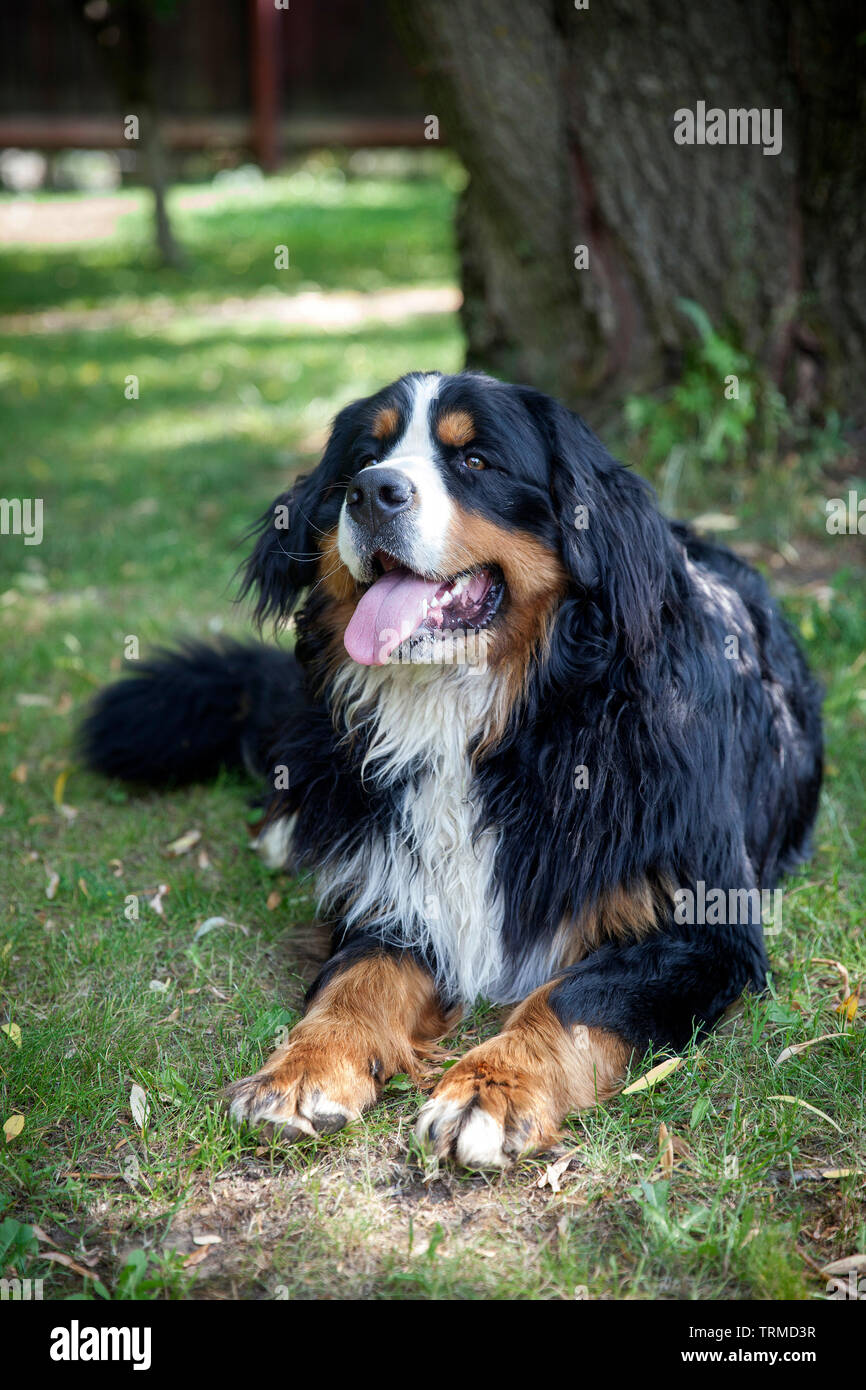 Portrait purebred saint bernard in hi-res stock photography and images ...