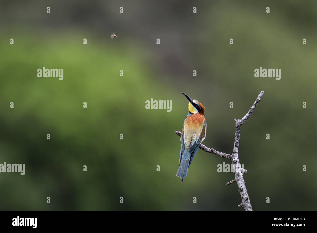 Insects of cyprus hi-res stock photography and images - Alamy