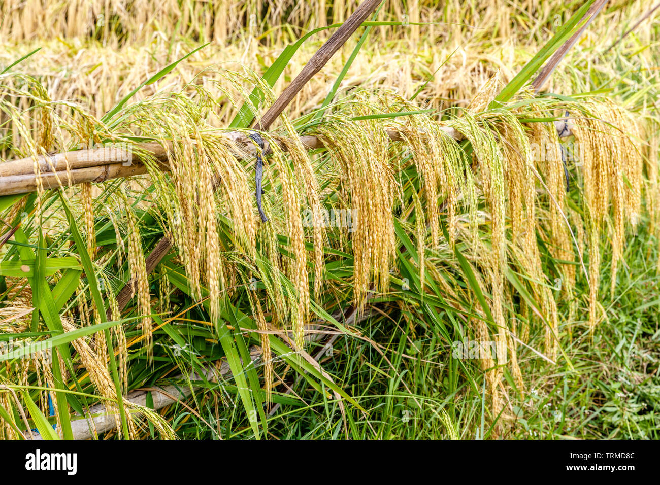 Ripe rice before harvesting at Jatiluwih rice terraces. Rural landscape ...