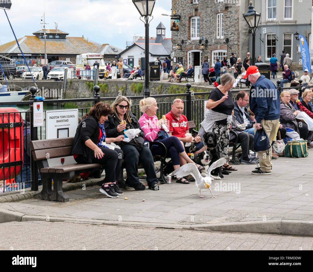 Thieving Seagull High Resolution Stock Photography and Images - Alamy