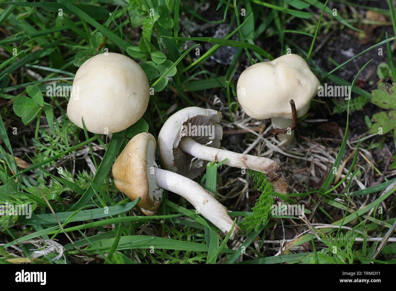 Agrocybe praecox, known as Spring Fieldcap mushroom Stock Photo - Alamy