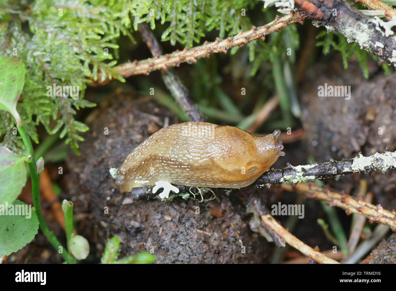 Arion fuscus, known as the Dusky Arion Stock Photo - Alamy