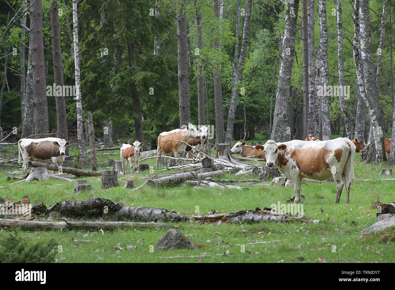 Free ranging cattle in a forest pasture in Finalnd Stock Photo - Alamy