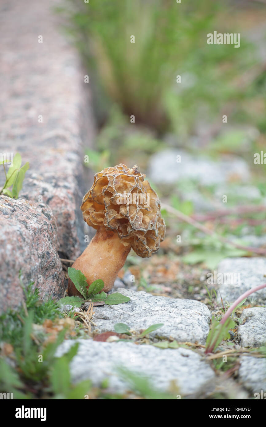 Morel mushroom hi-res stock photography and images - Alamy