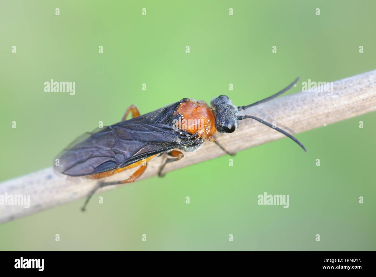 Female sawfly hi-res stock photography and images - Alamy