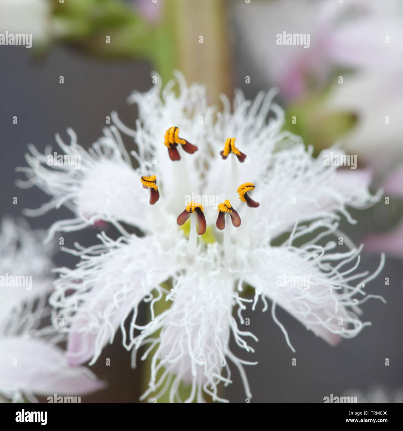 Menyanthes trifoliata, known as bogbean, Buckbean, Bog Bean, Buck Bean ...
