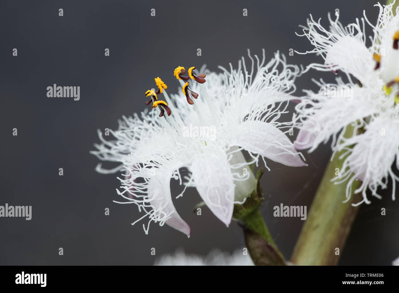 Menyanthes trifoliata, known as bogbean, Buckbean, Bog Bean, Buck Bean ...
