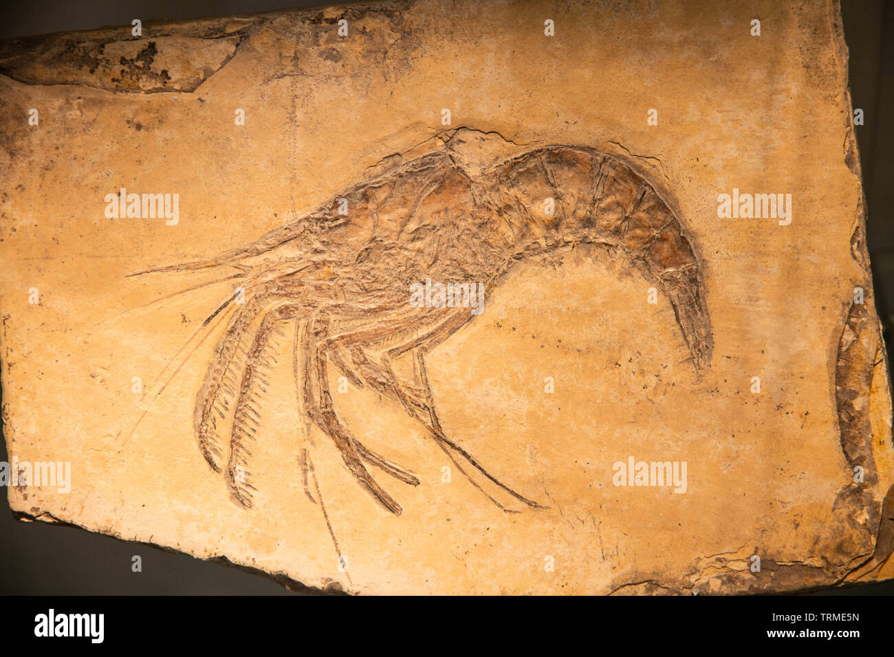 Ancient animals in stone Stock Photo - Alamy