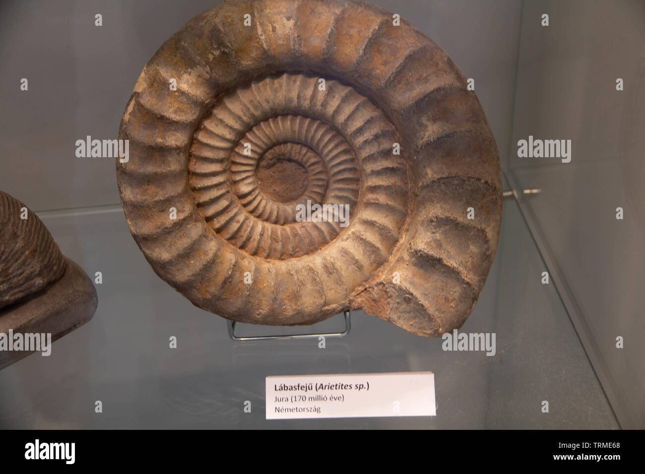 Ancient animals in stone Stock Photo - Alamy
