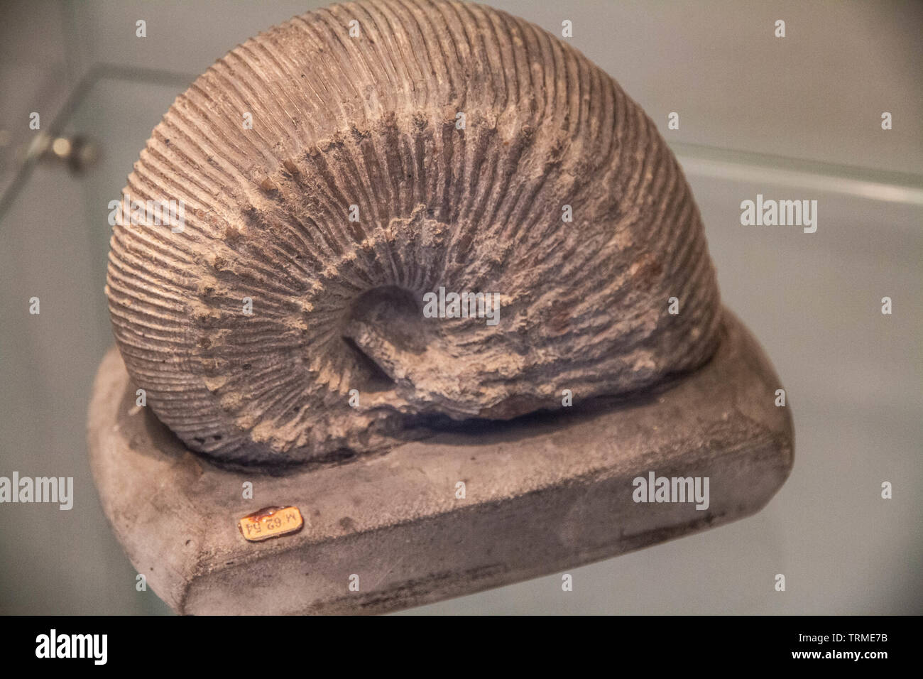 Ancient animals in stone Stock Photo - Alamy