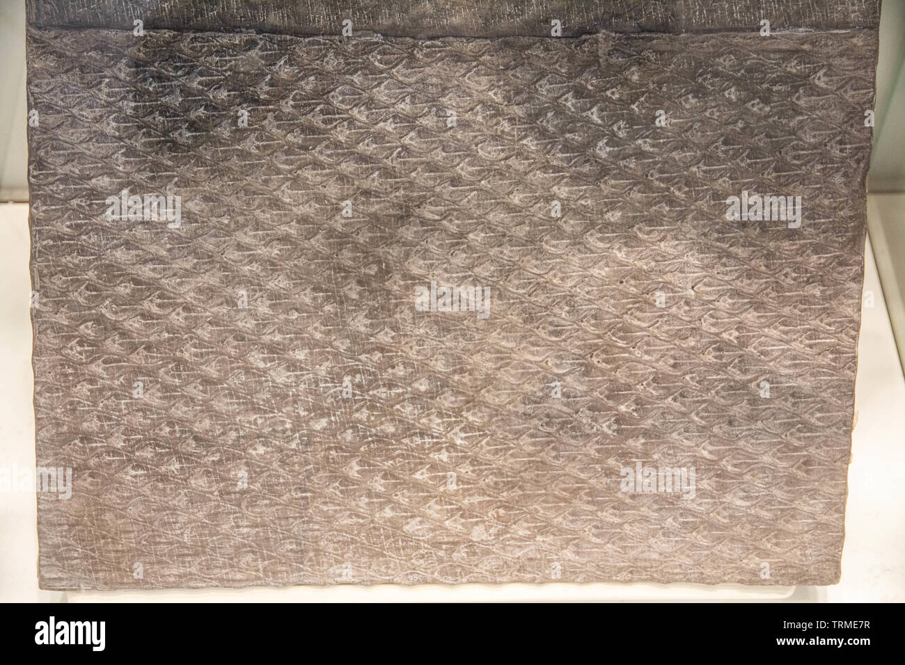 Ancient animals in stone Stock Photo - Alamy