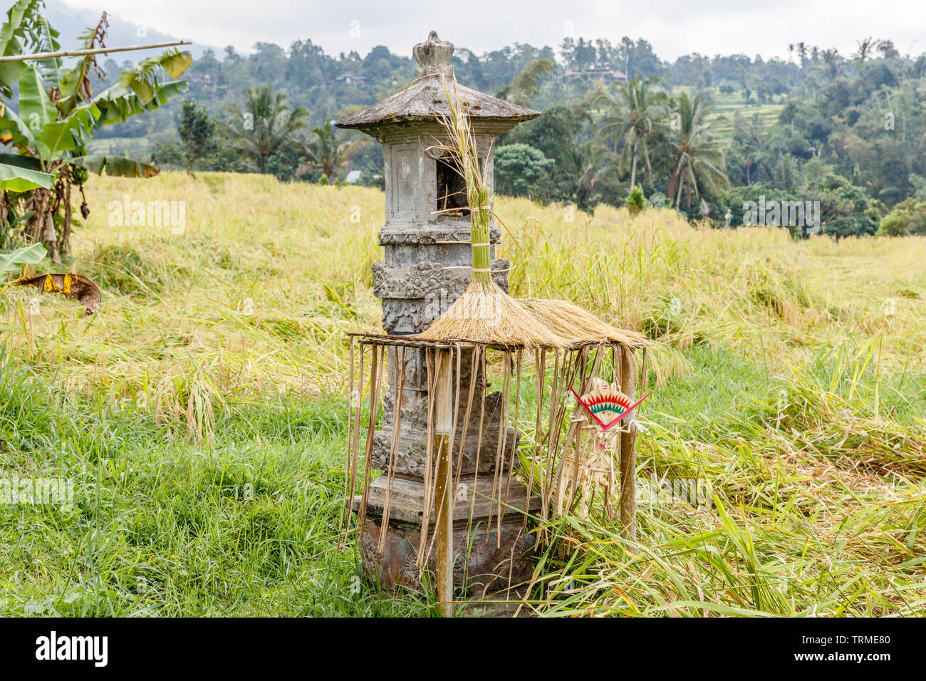 Rice field with altar for offerings to Dewi Sri (Rice Mother ...