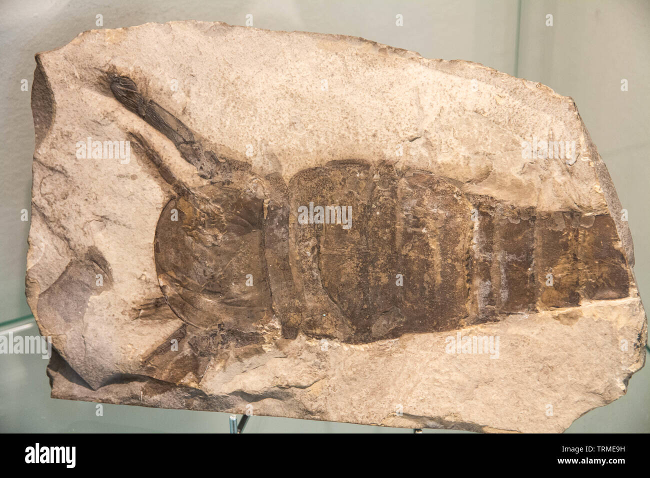 Ancient animals in stone Stock Photo - Alamy