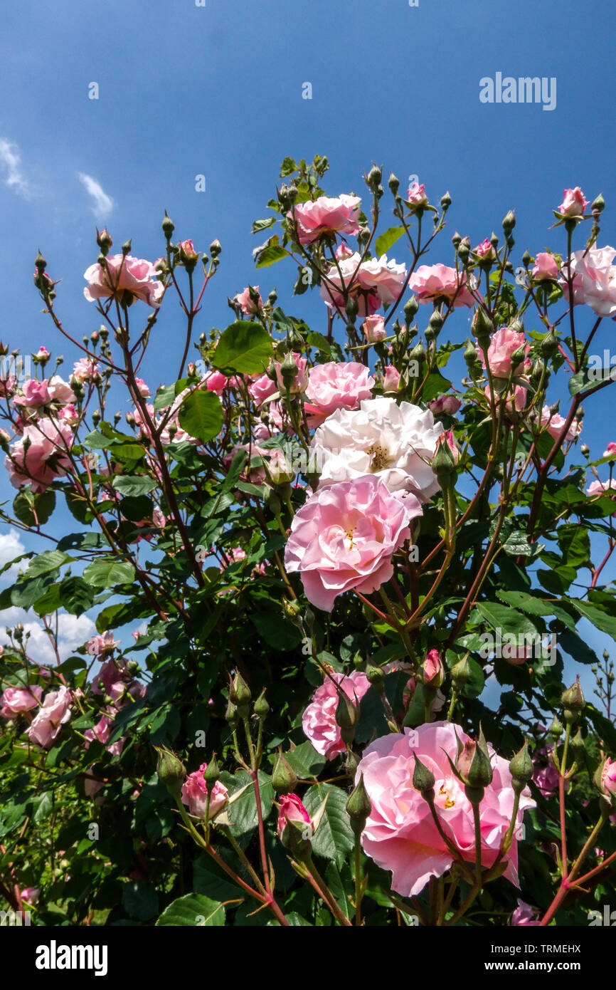 Pink Shrub Roses, Rosa "Indra Stock Photo - Alamy