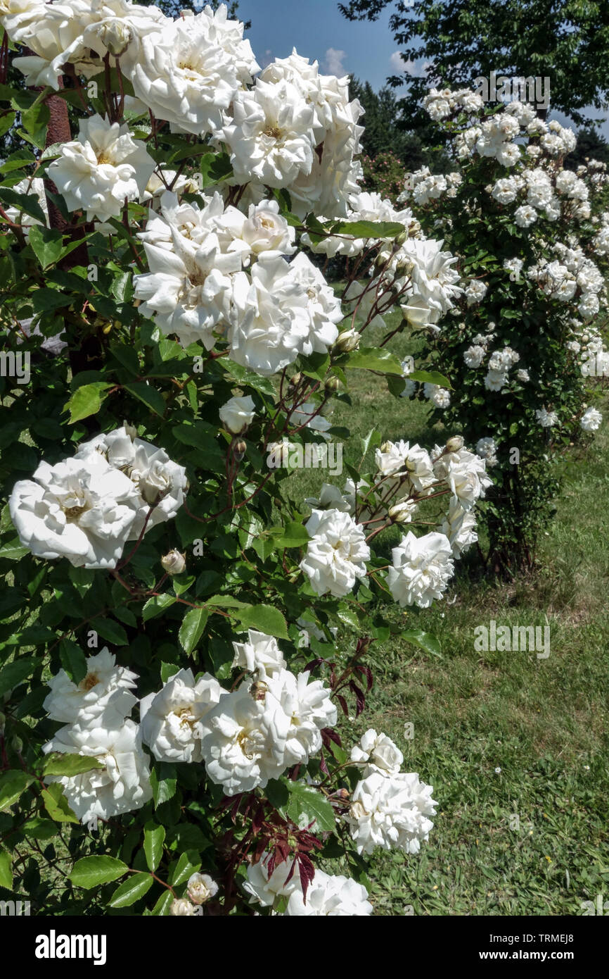 Flowering Shrubs White Rose bush, Rosa "Ave Maria" Garden roses flowers ...