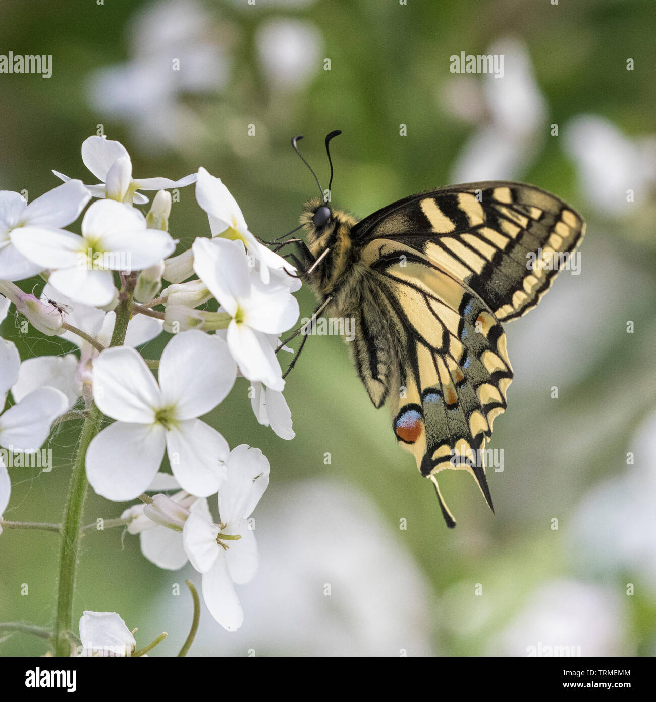 Swallowtail butterfly feeding, Norfolk Stock Photo - Alamy
