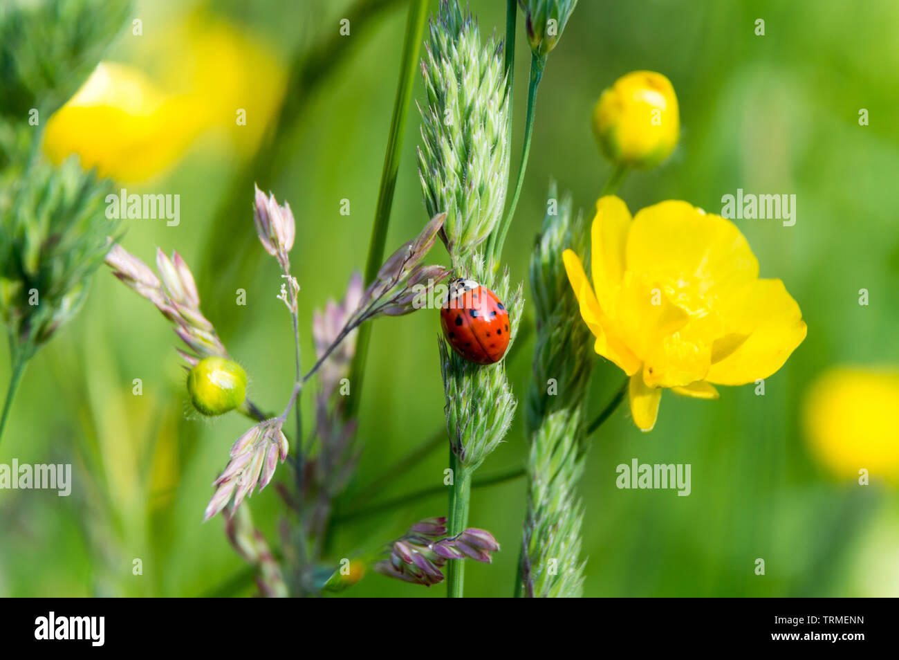 Ladybug ladybird coccinellidae climbing hi-res stock photography and ...
