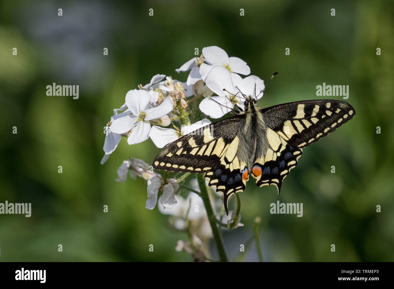 Swallowtail butterfly feeding, Norfolk Stock Photo - Alamy