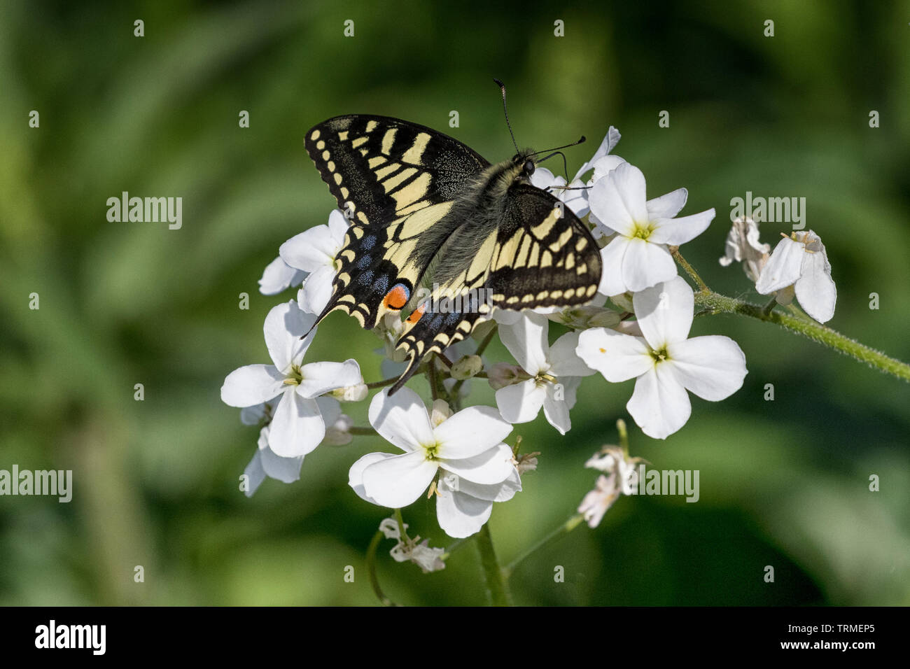 Swallowtail butterfly feeding, Norfolk Stock Photo - Alamy