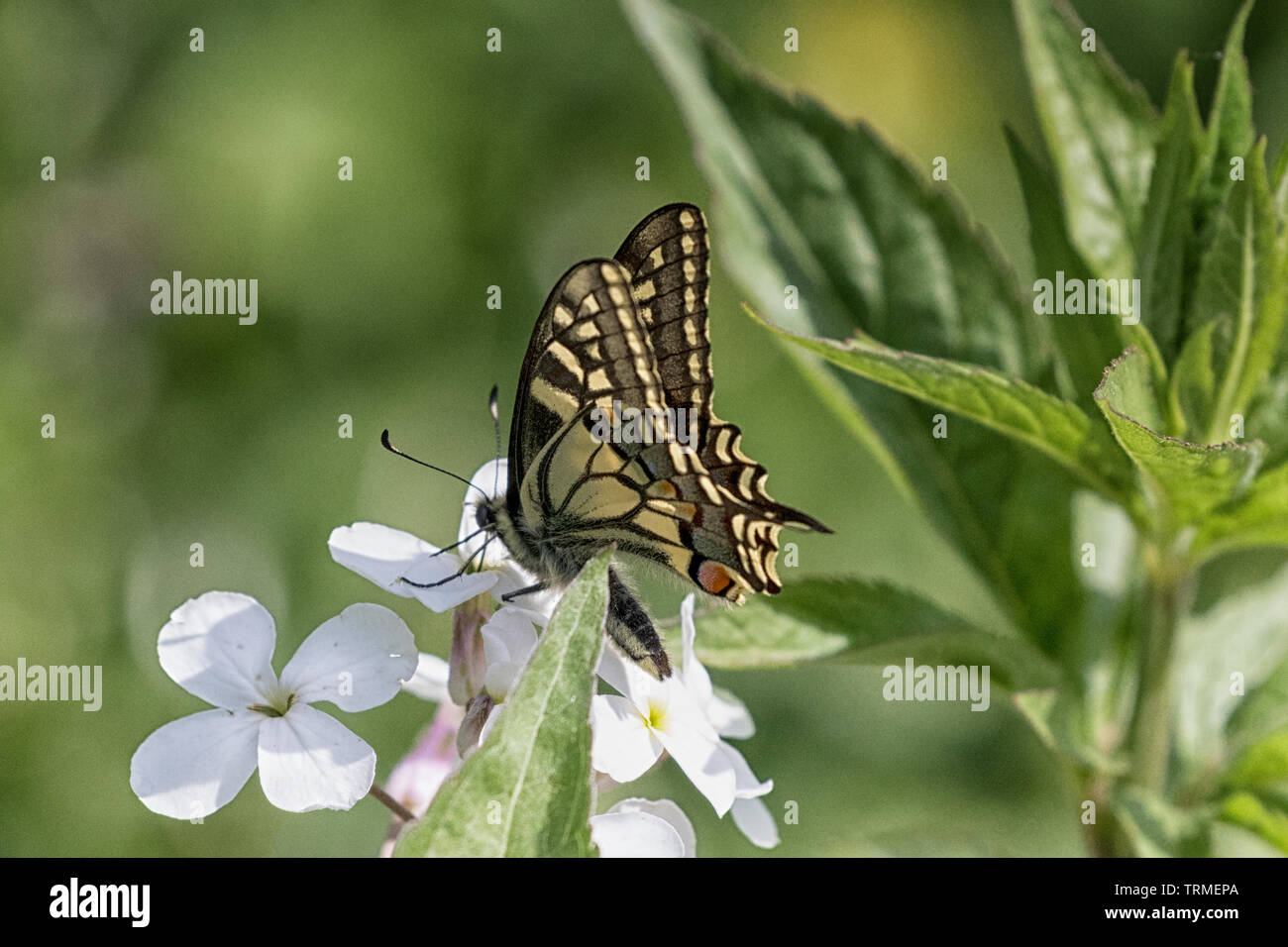 Swallowtail butterfly feeding, Norfolk Stock Photo - Alamy