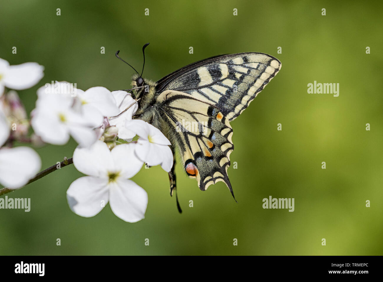 Swallowtail butterfly feeding, Norfolk Stock Photo - Alamy