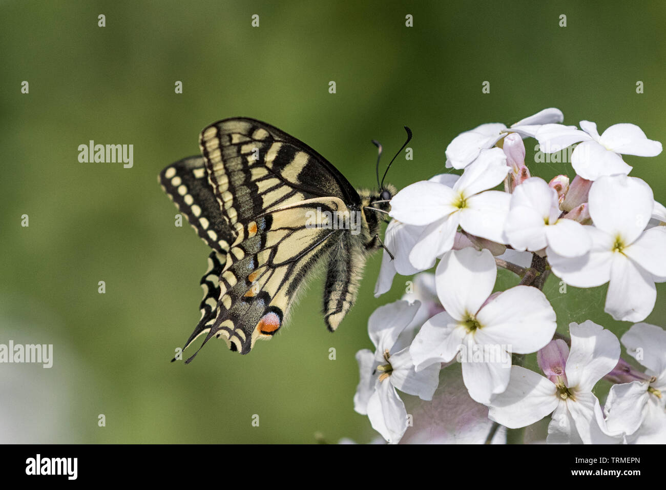 Swallowtail butterfly feeding, Norfolk Stock Photo - Alamy