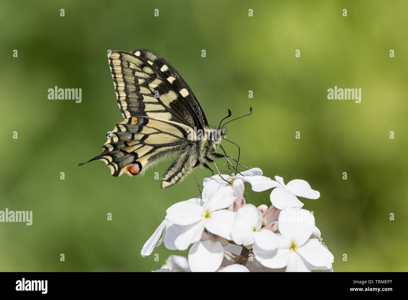 Swallowtail butterfly feeding, Norfolk Stock Photo - Alamy