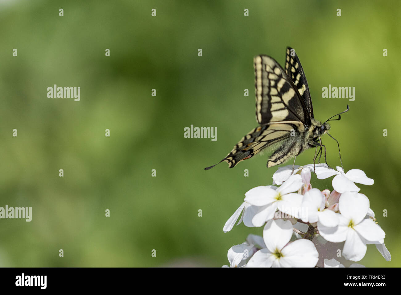 Swallowtail butterfly feeding, Norfolk Stock Photo - Alamy