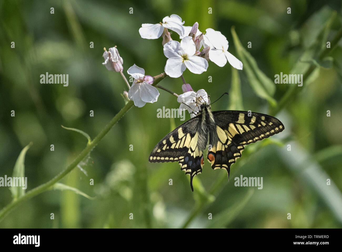 Swallowtail butterfly feeding, Norfolk Stock Photo - Alamy