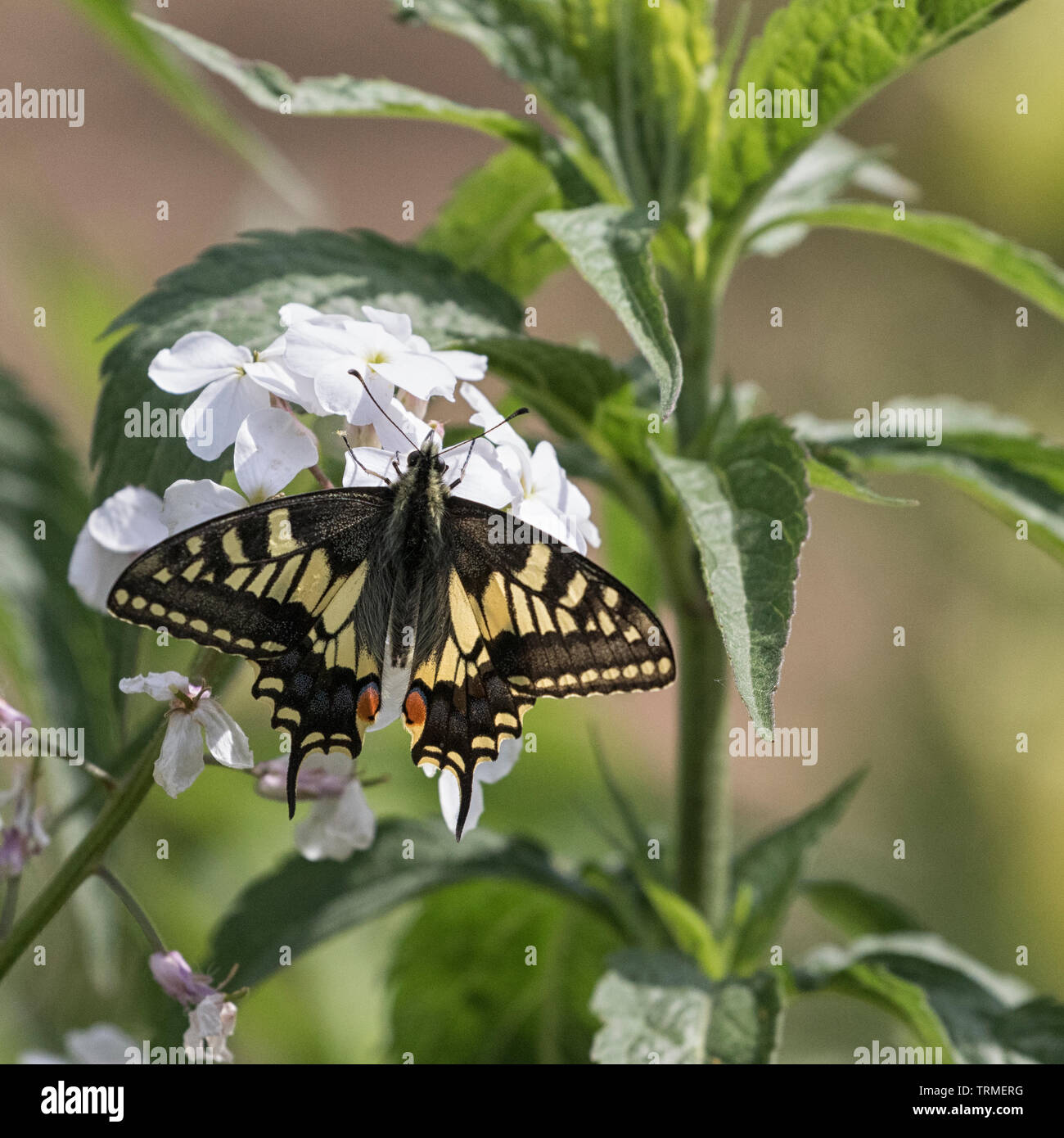 Swallowtail butterfly feeding, Norfolk Stock Photo - Alamy