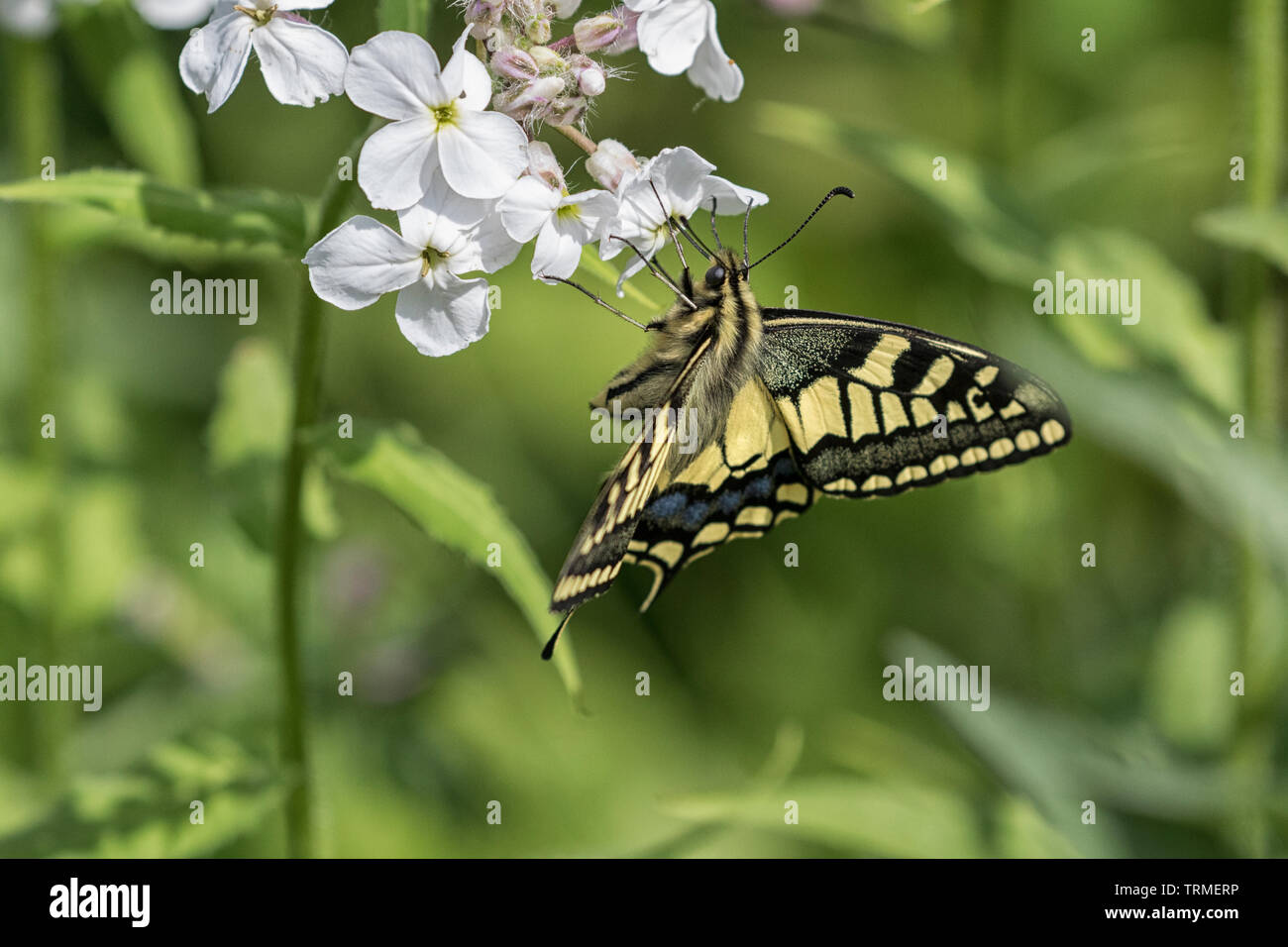 Swallowtail butterfly feeding, Norfolk Stock Photo - Alamy