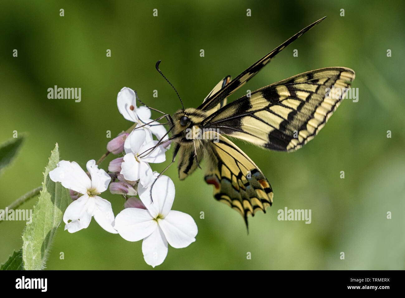 British swallowtail butterfly nectar hi-res stock photography and ...