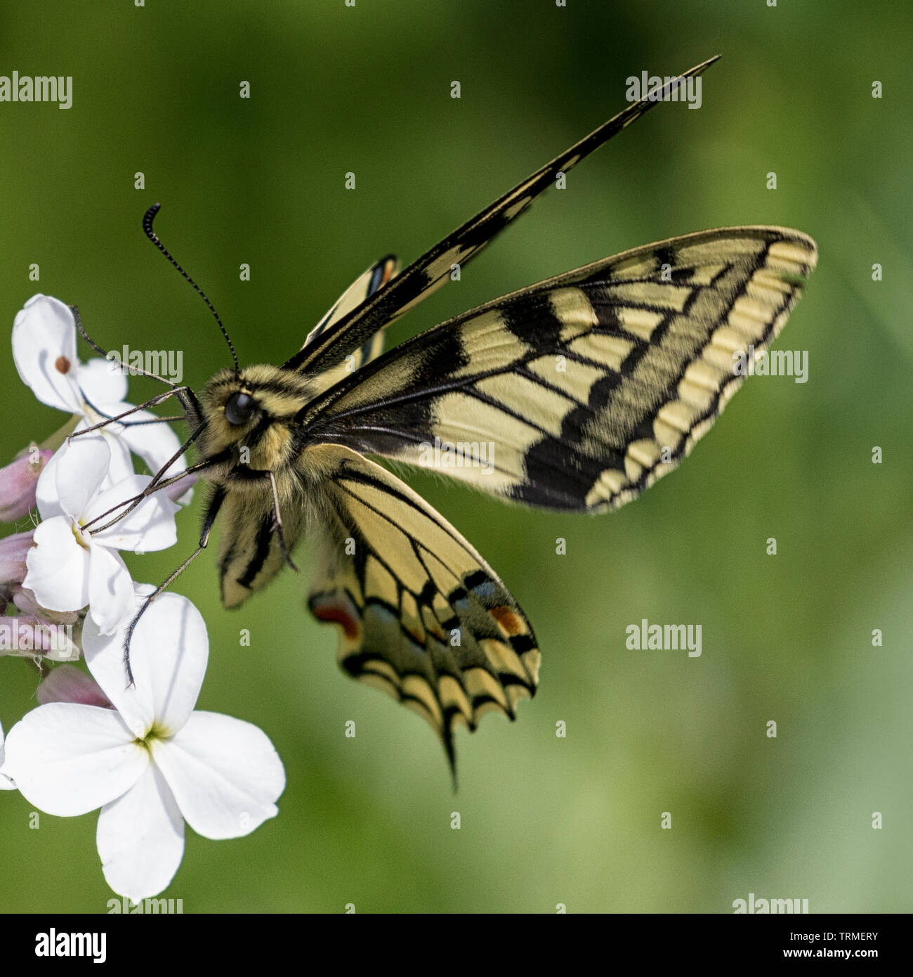 Swallowtail butterfly feeding, Norfolk Stock Photo - Alamy
