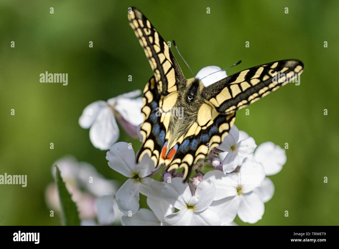 Swallowtail butterfly feeding, Norfolk Stock Photo - Alamy