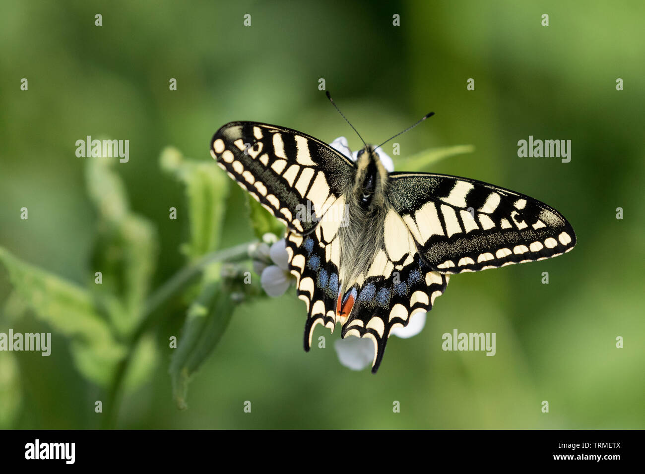 Swallowtail butterfly feeding, Norfolk Stock Photo - Alamy