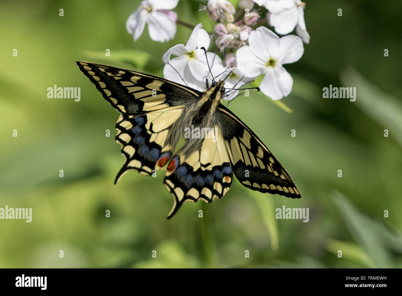 Swallowtail butterfly feeding, Norfolk Stock Photo - Alamy