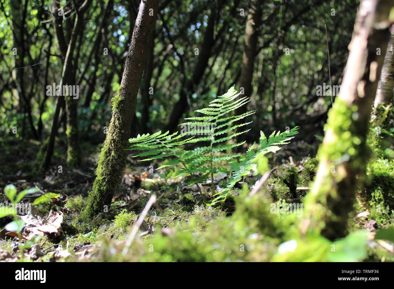 Fern megaphylls hi-res stock photography and images - Alamy