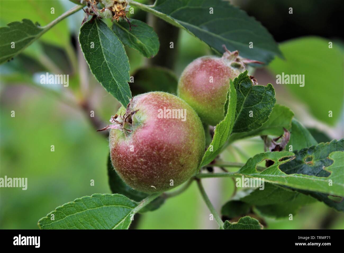 Apple bus on branch Stock Photo - Alamy