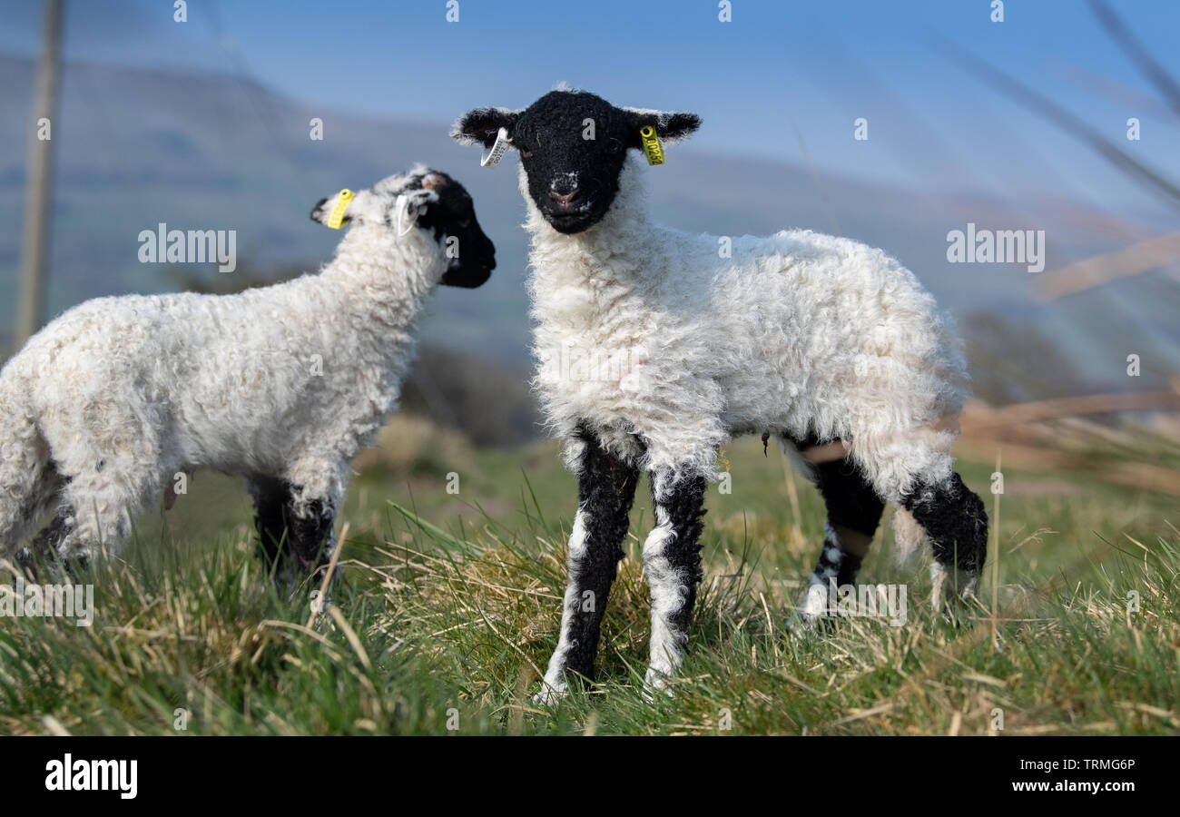 Swaledale Lamb High Resolution Stock Photography and Images - Alamy