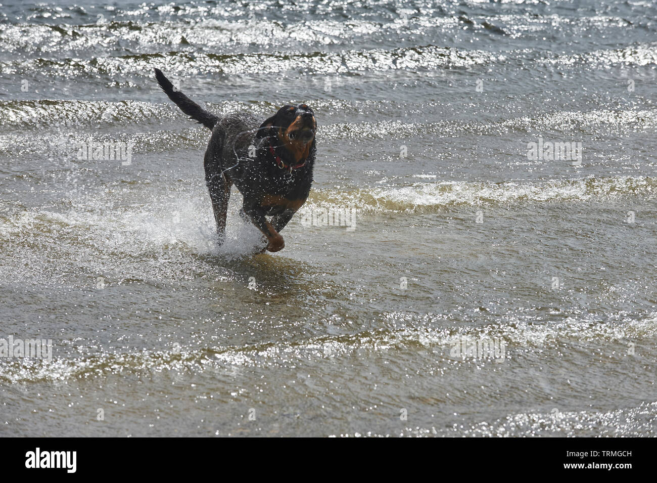 A Rottweiler dog (Female) exercising Stock Photo - Alamy