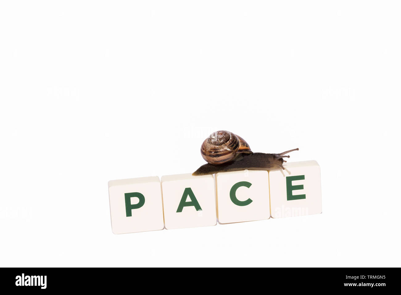 One grove snail, Cepaea nemoralis, crawling along four plastic pieces ...