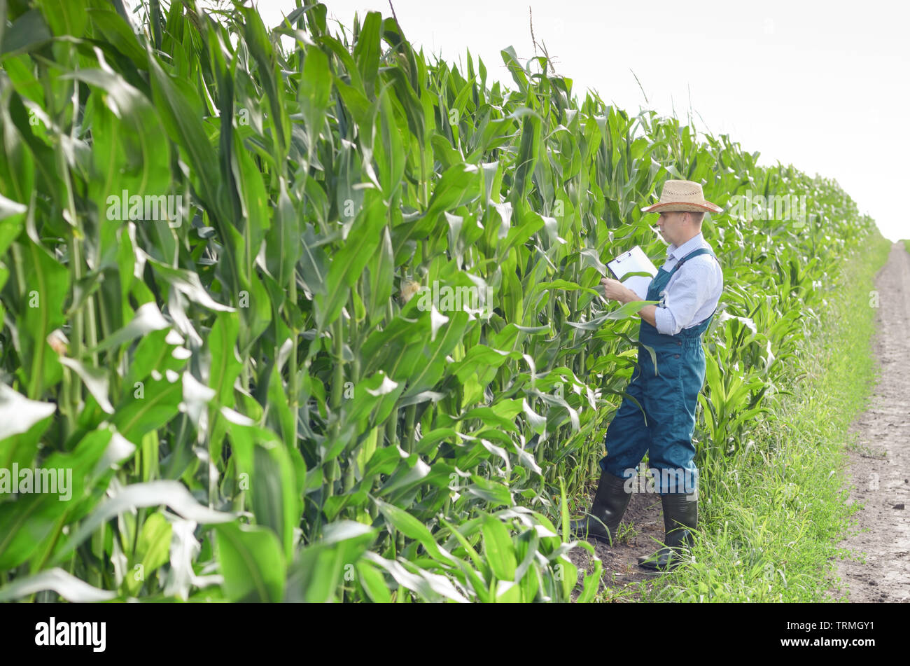 Farmer with clipboard inspecting corn at field Stock Photo - Alamy