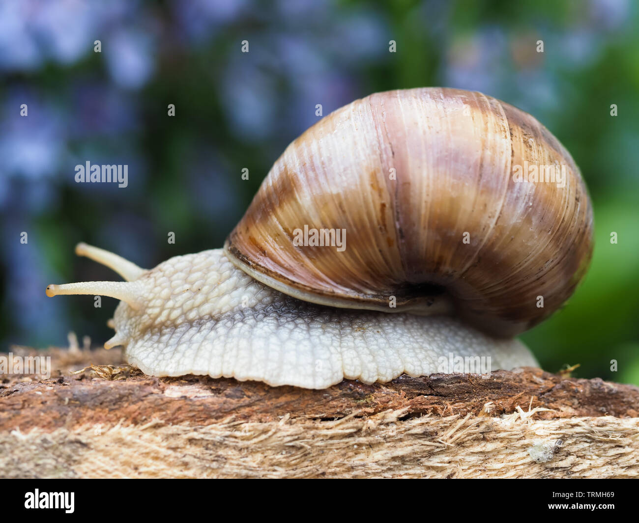 macro photo shot side view of a big slug on a peace of wood Stock Photo ...