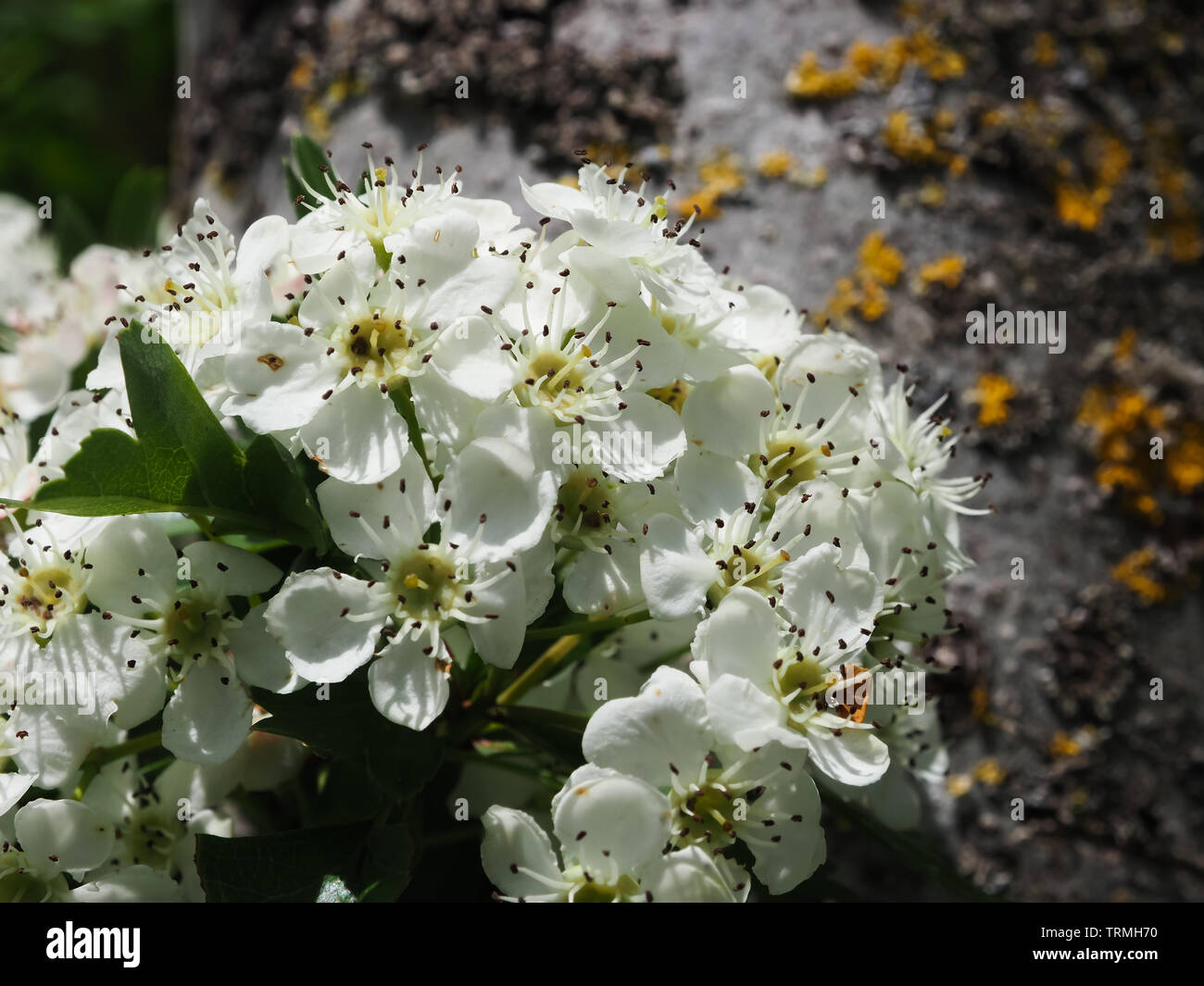 detailed little white flowers bushes in spring in front of a tree Stock ...
