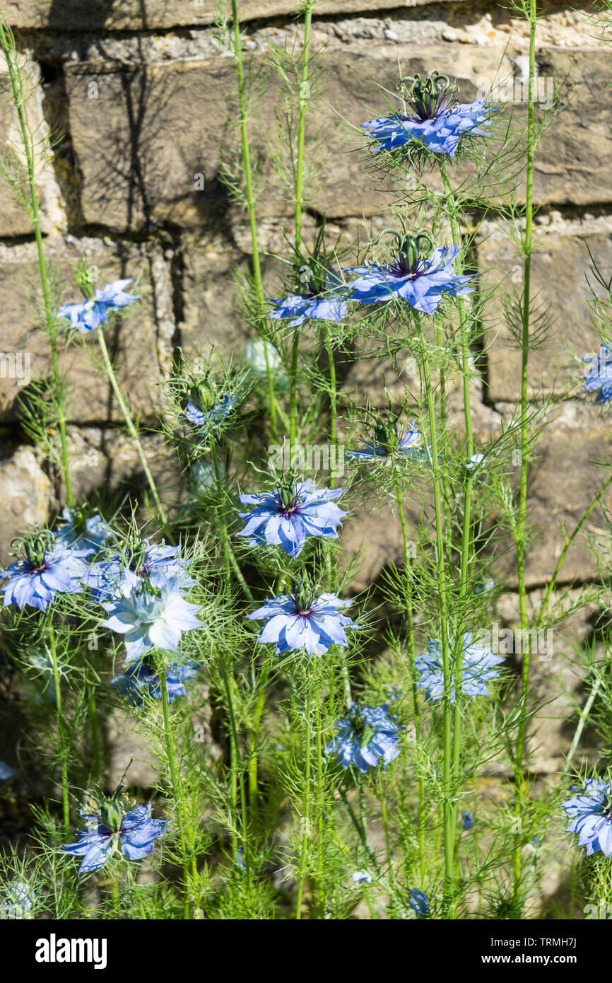 Love in a mist flower planted against wall Stock Photo - Alamy