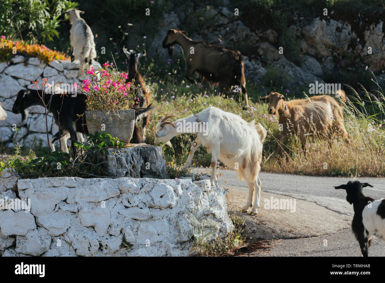 photography goat in greece Stock Photo - Alamy
