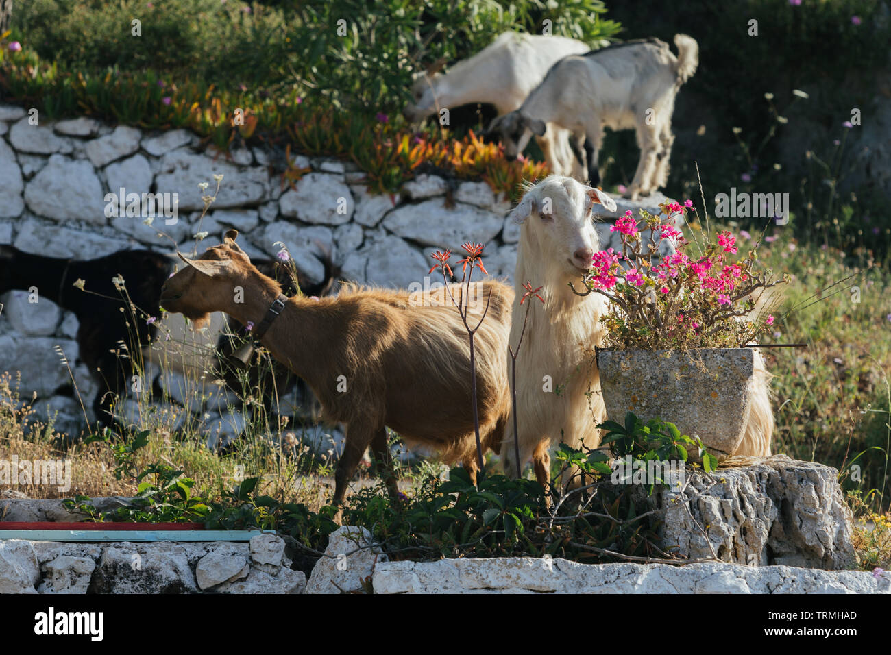photography goat in greece Stock Photo - Alamy